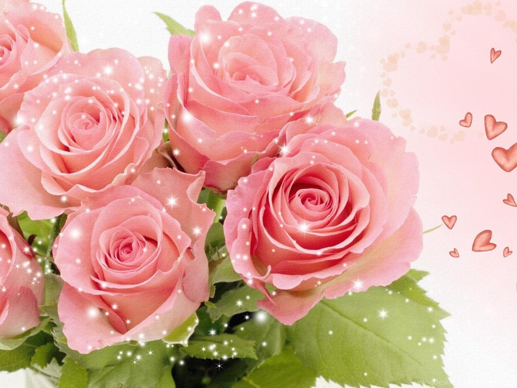 Cute Pink Rose Flowers Hd - 1024x768 Wallpaper - teahub.io