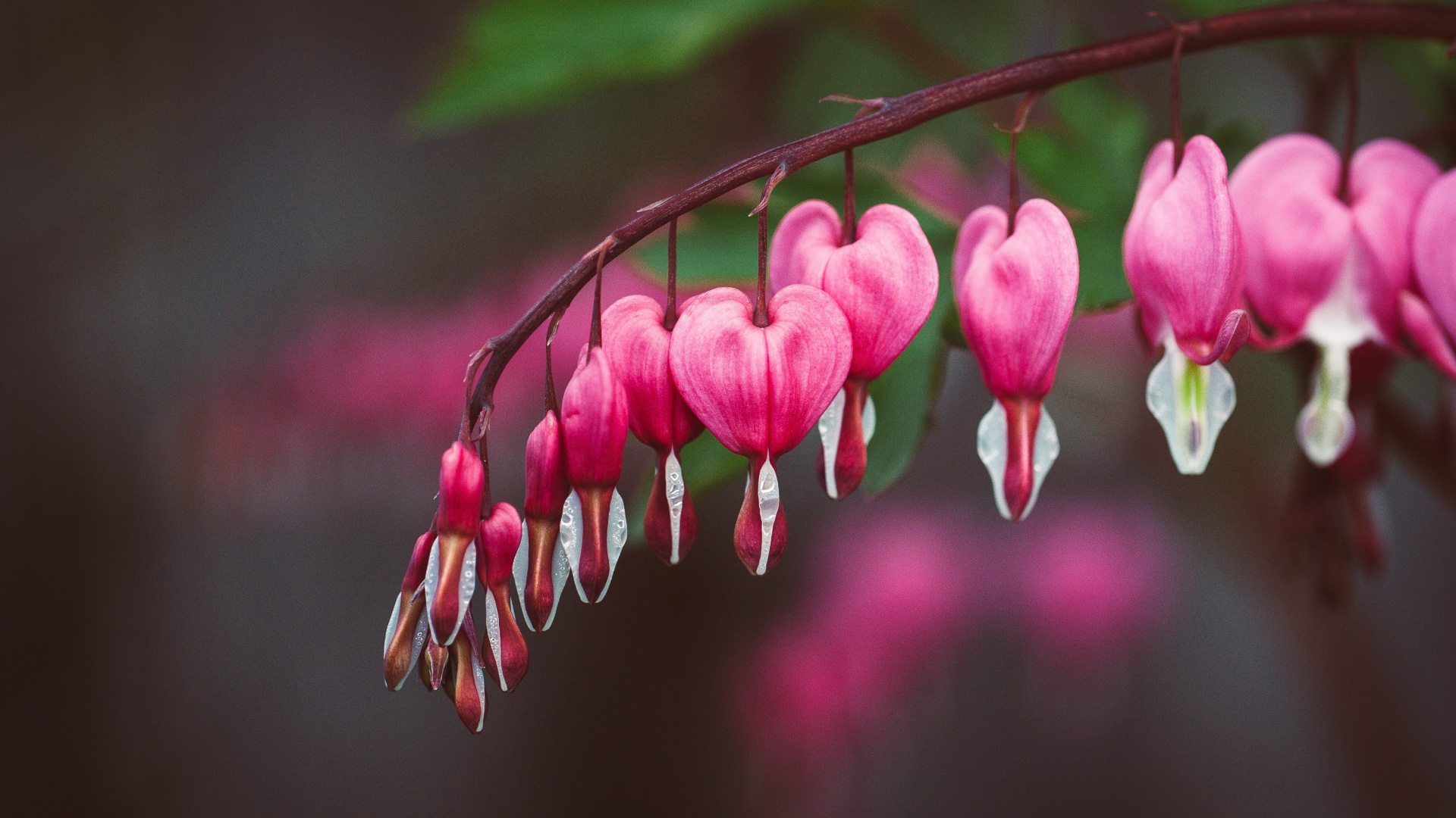 Pink, Bleeding Heart, Blur, Flowers, Wallpaper - Pink Bleeding Heart ...