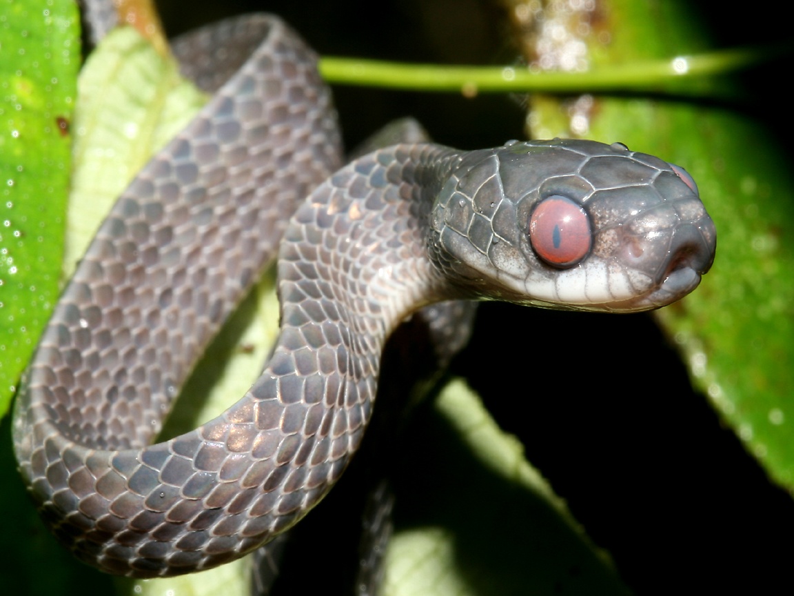 Viper Snake Wallpaper - 1152x864 Wallpaper - teahub.io