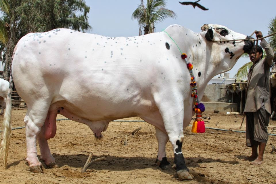 Cute And Beautiful Bakra Eid Cow Wallpaper - Bakra Mandi - 960x639 ...