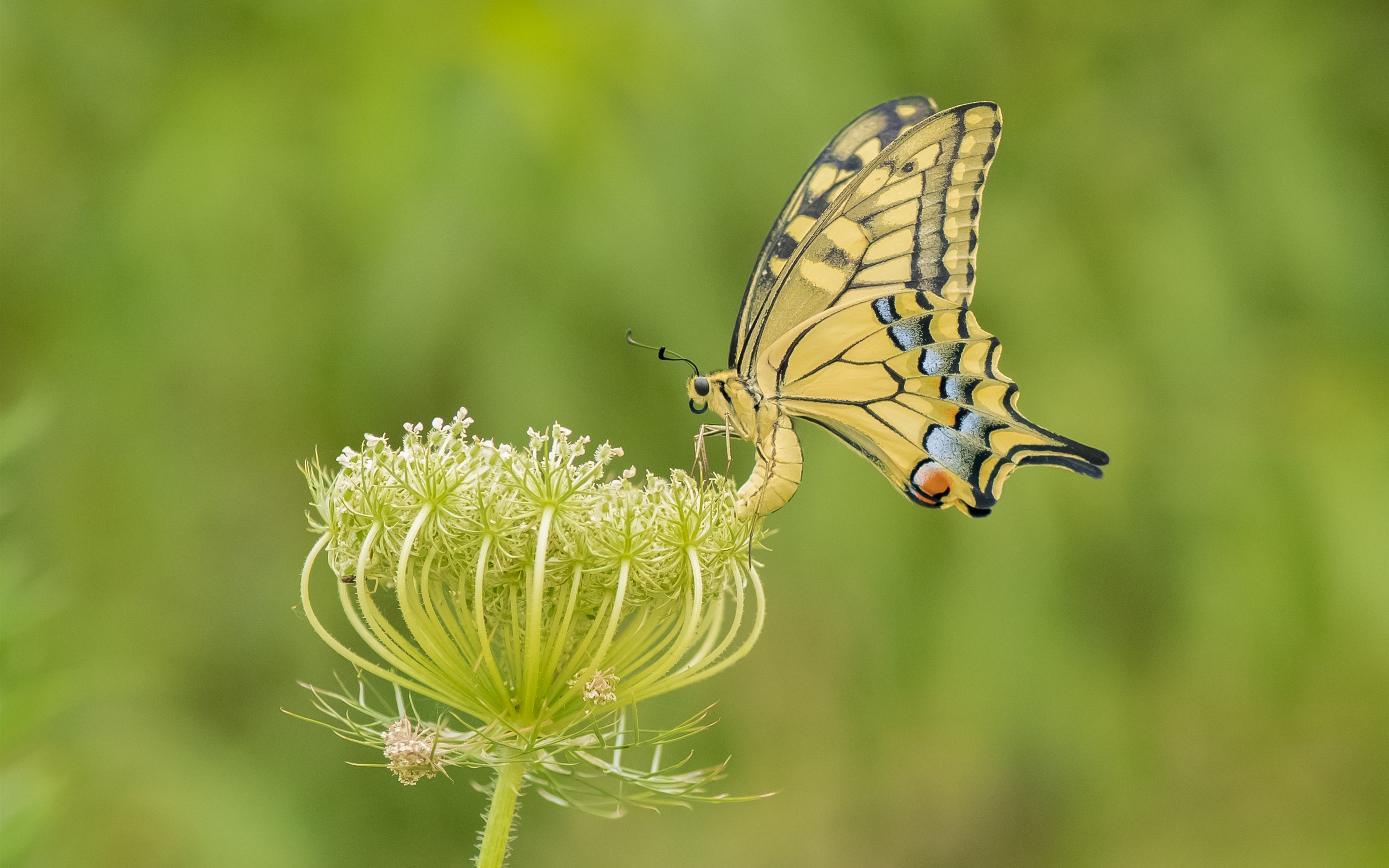 Wallpaper Yellow Butterfly, Wings, Flowers - Wallpaper - 2880x1800 ...