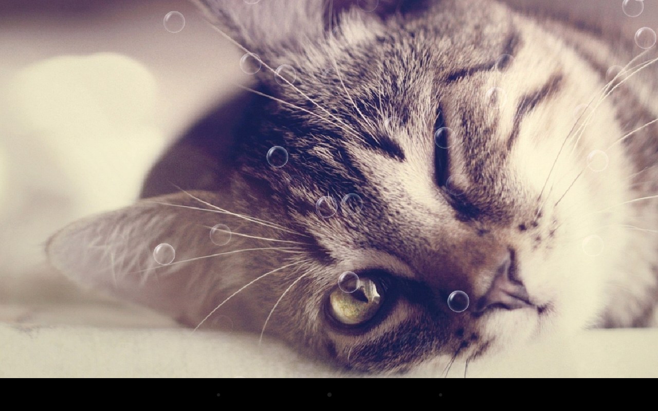 Kitten Live Wallpaper - Blinking Cat - 1280x800 Wallpaper - teahub.io
