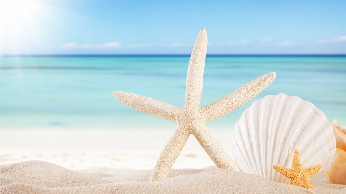 Download Wallpaper White Shells On The Beach - Beach Wallpaper With ...