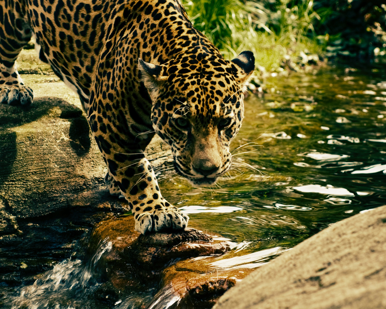 Predator, Jungle, Wild Animal, Leopard, Wallpaper - 1280x1024 Wallpaper ...