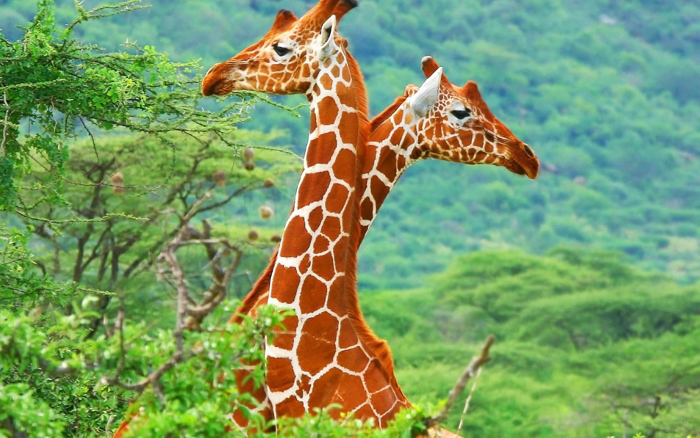 Half Body Giraffe Desktop Background Hd Deskbg animal - Hd Wallpapers ...