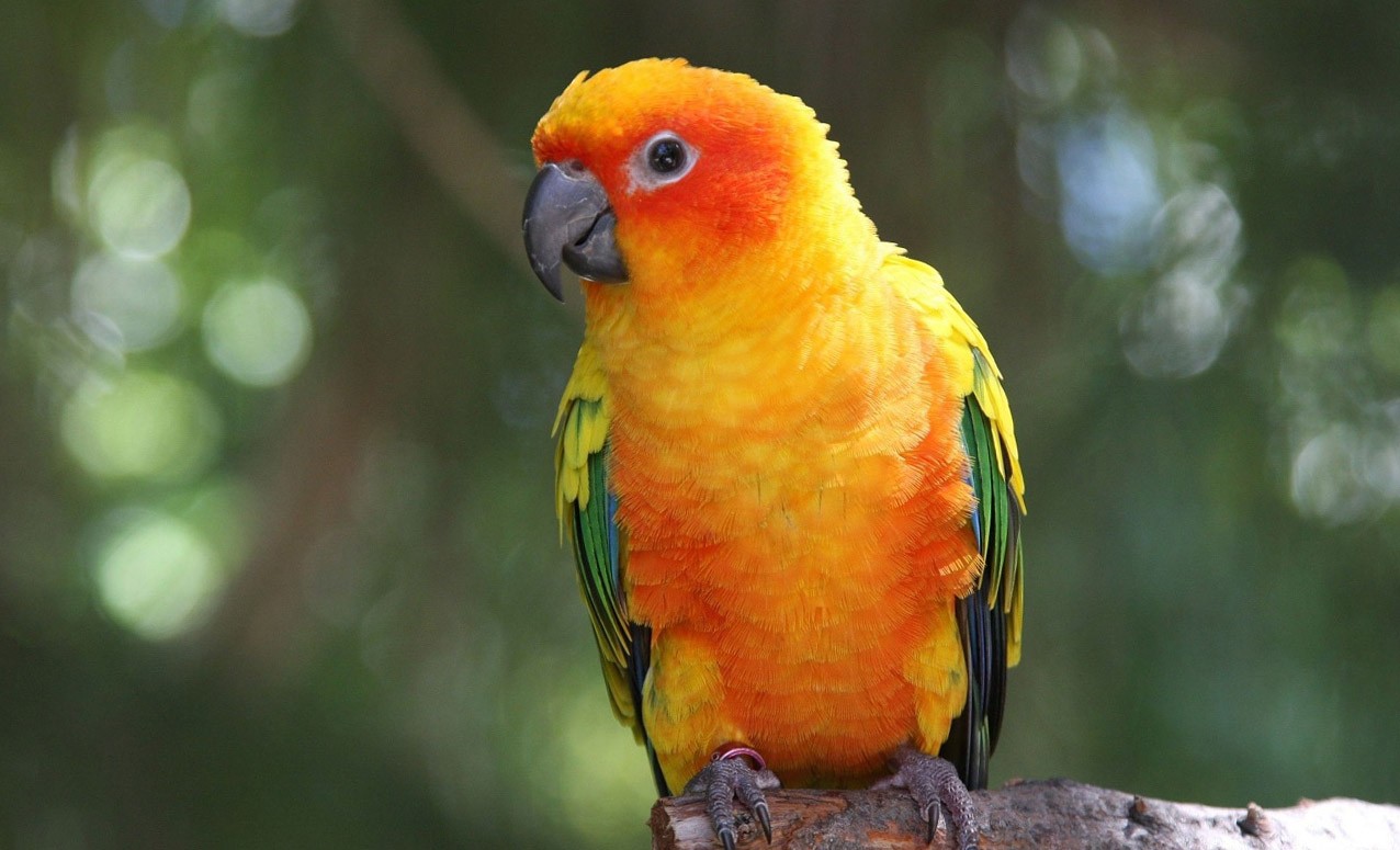 High Resolution Parrot Up Close - 1276x775 Wallpaper - teahub.io