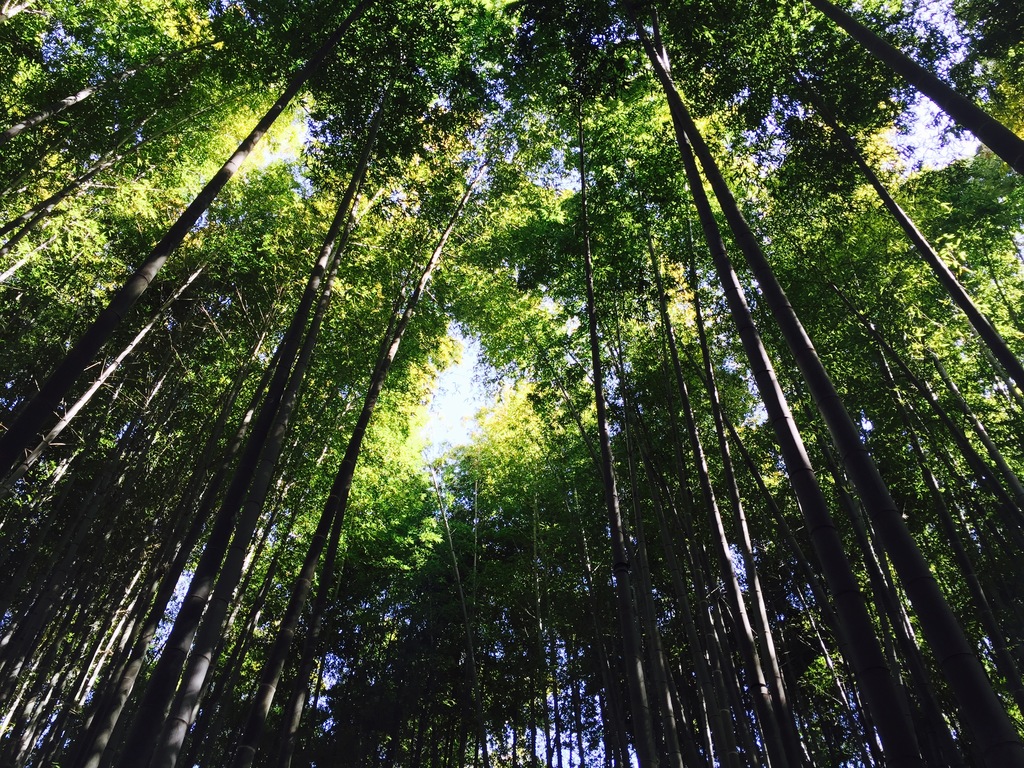 Old-growth Forest - 1024x768 Wallpaper - teahub.io