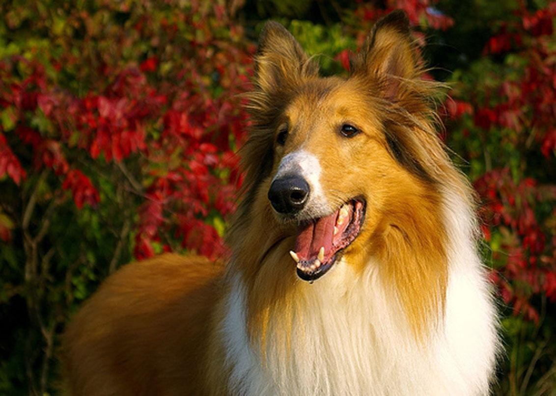 Scotland Collie - 1132x807 Wallpaper - teahub.io