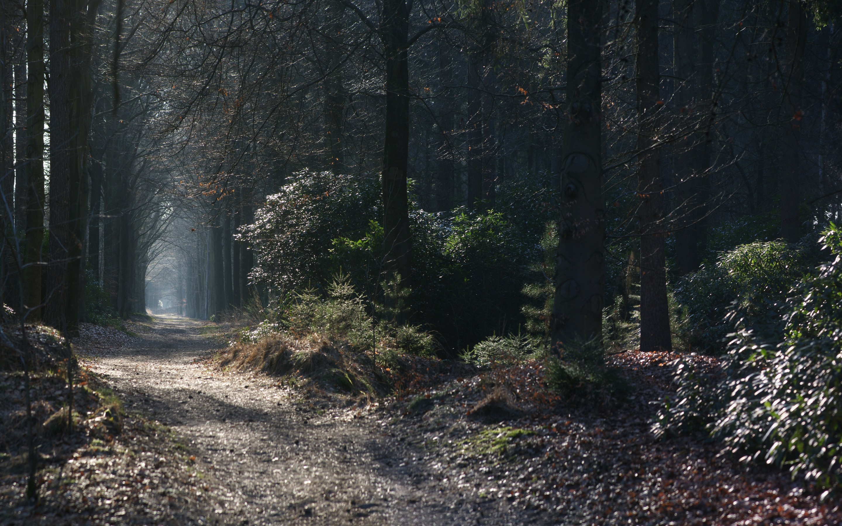 Fog, Forest, Path - 2880x1800 Wallpaper - teahub.io