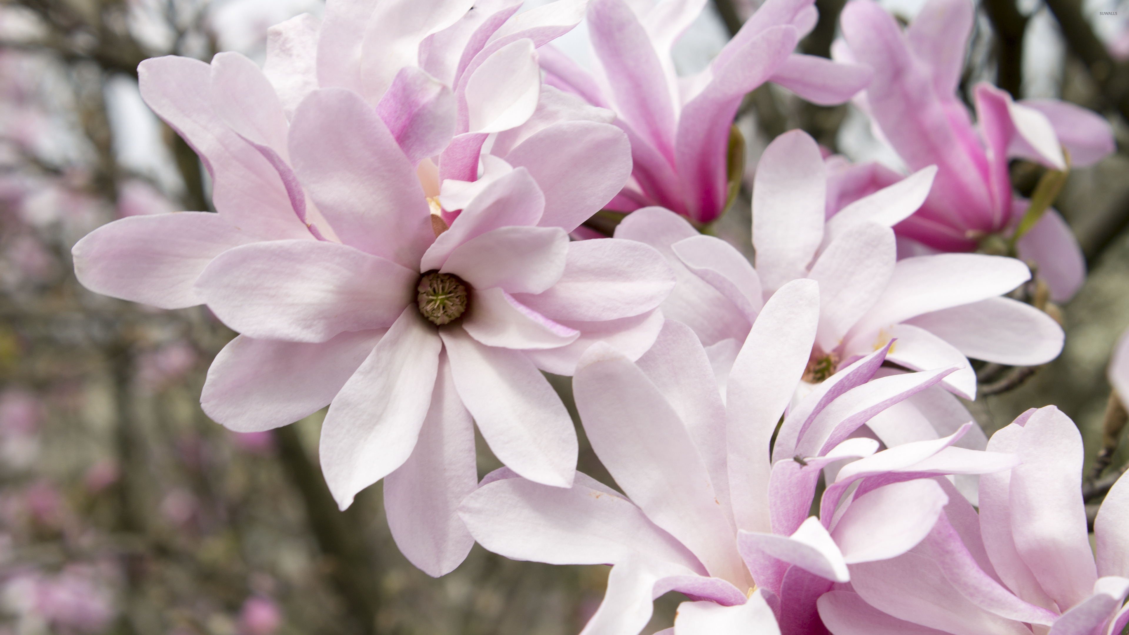 Chinese Magnolia - 3840x2160 Wallpaper - teahub.io