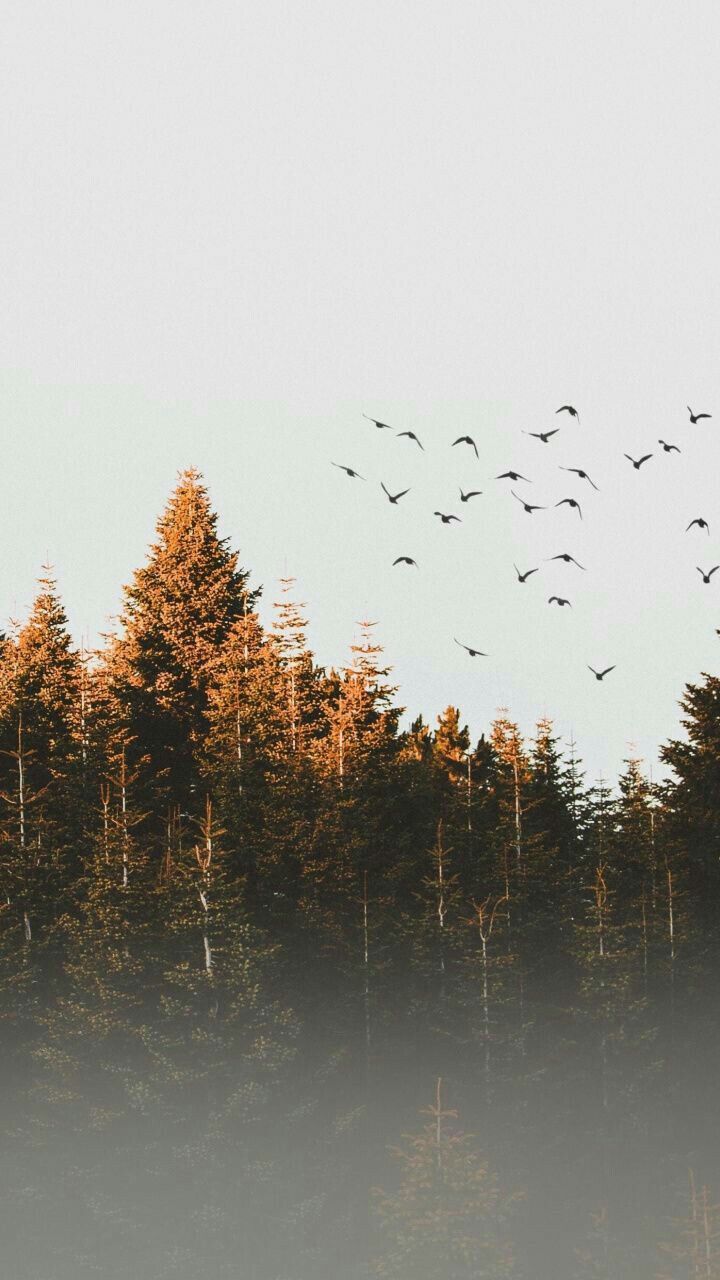 Okay With Not Knowing For Sure - 720x1280 Wallpaper - teahub.io