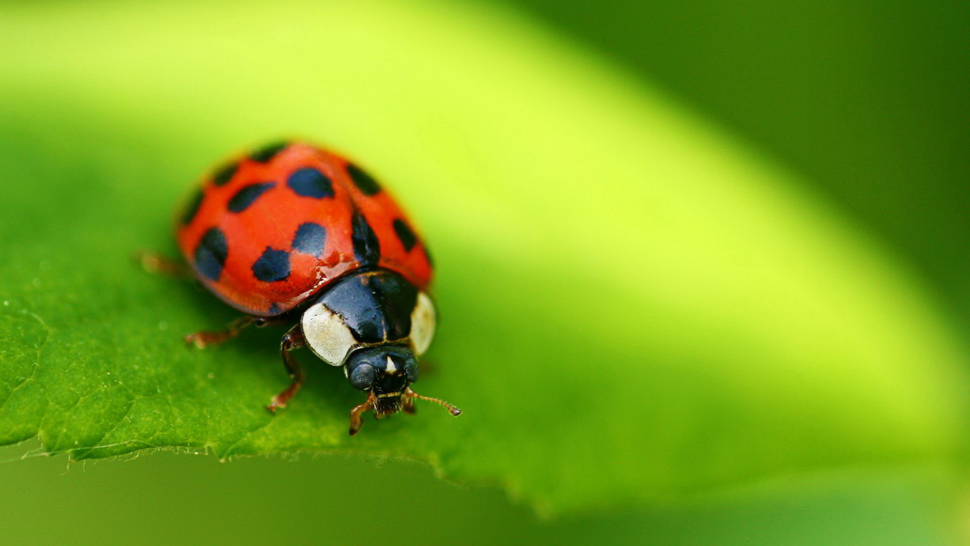 Ladybug - Lady Bug High Res - 3840x2160 Wallpaper - teahub.io