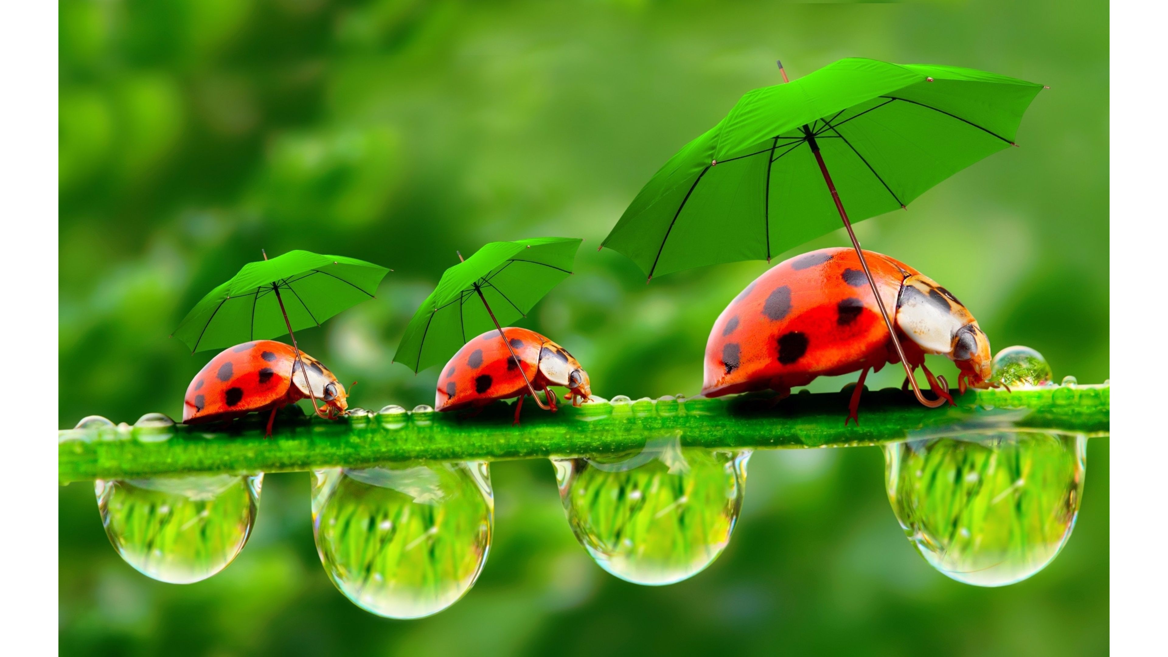 Ladybug Wallpaper For Computer - Ladybugs With Umbrellas - 3840x2160 ... Ladybug Wallpaper For Computer - Ladybugs With Umbrellas - 3840x2160 ...
