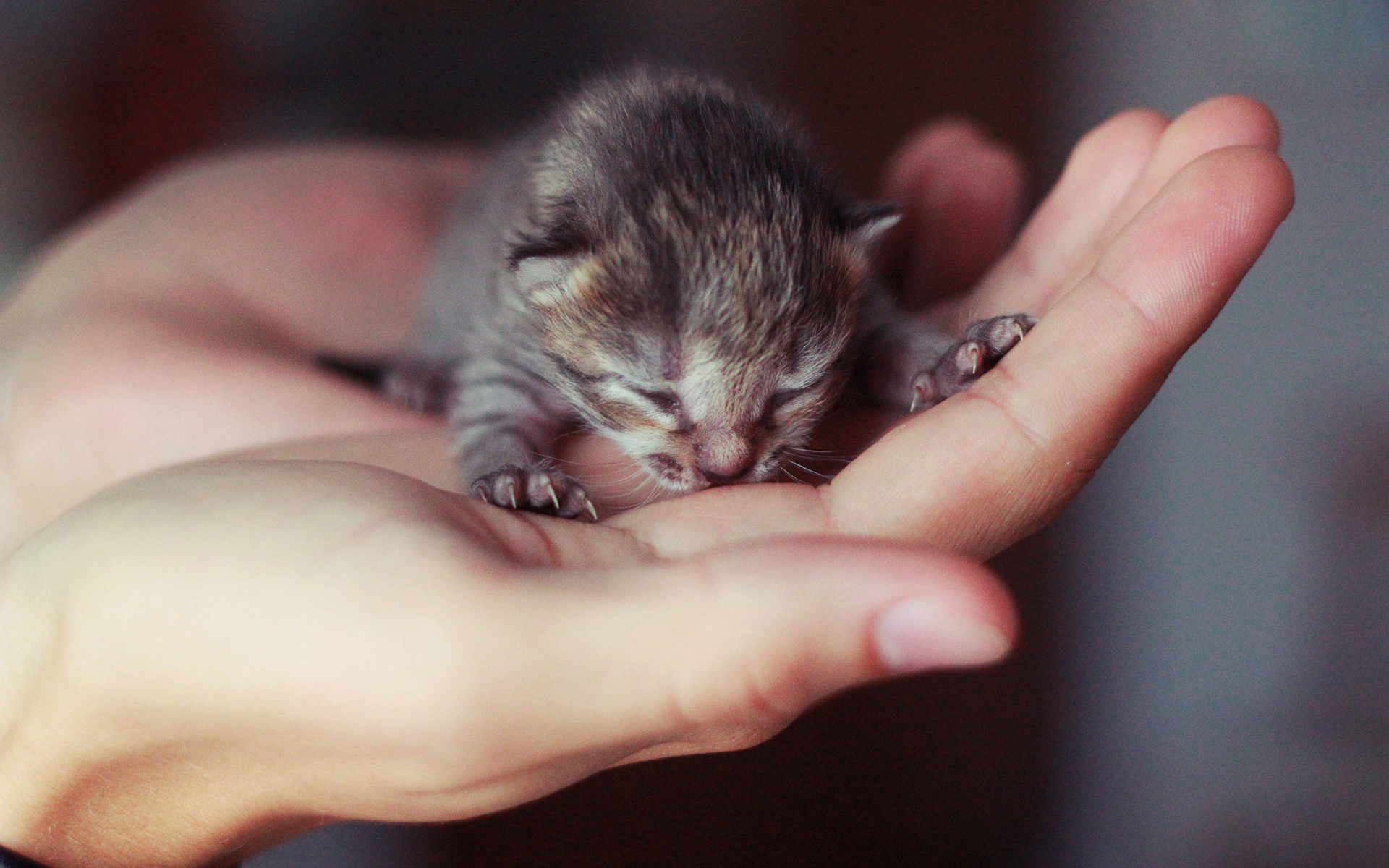 Cute Little Kitten - 1920x1200 Wallpaper - teahub.io