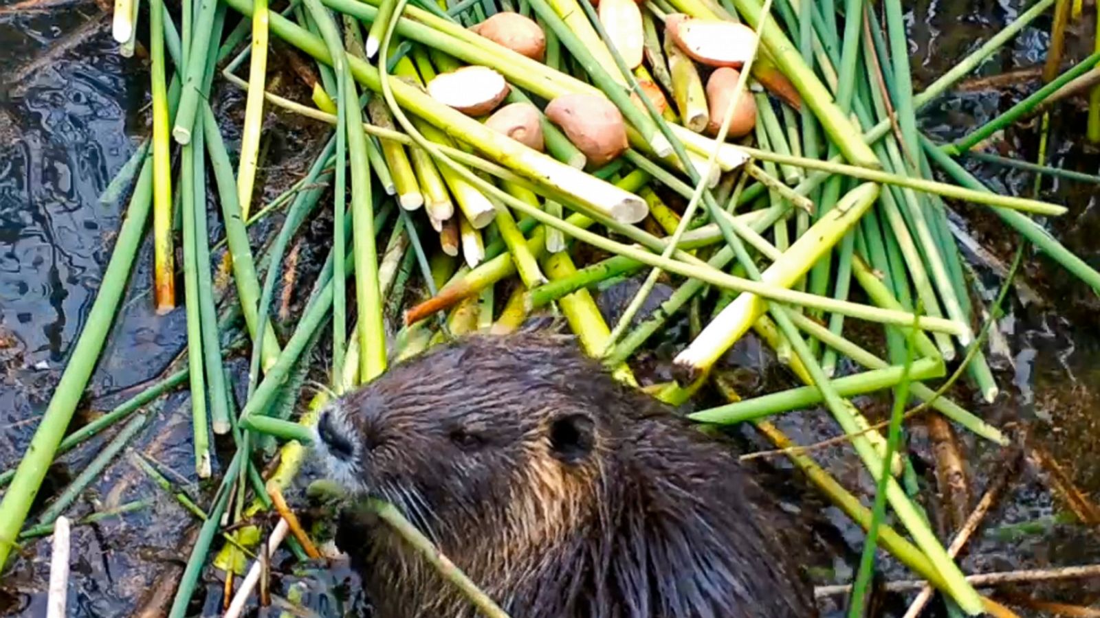 Invasive Rats In A Farm - 1600x900 Wallpaper - teahub.io