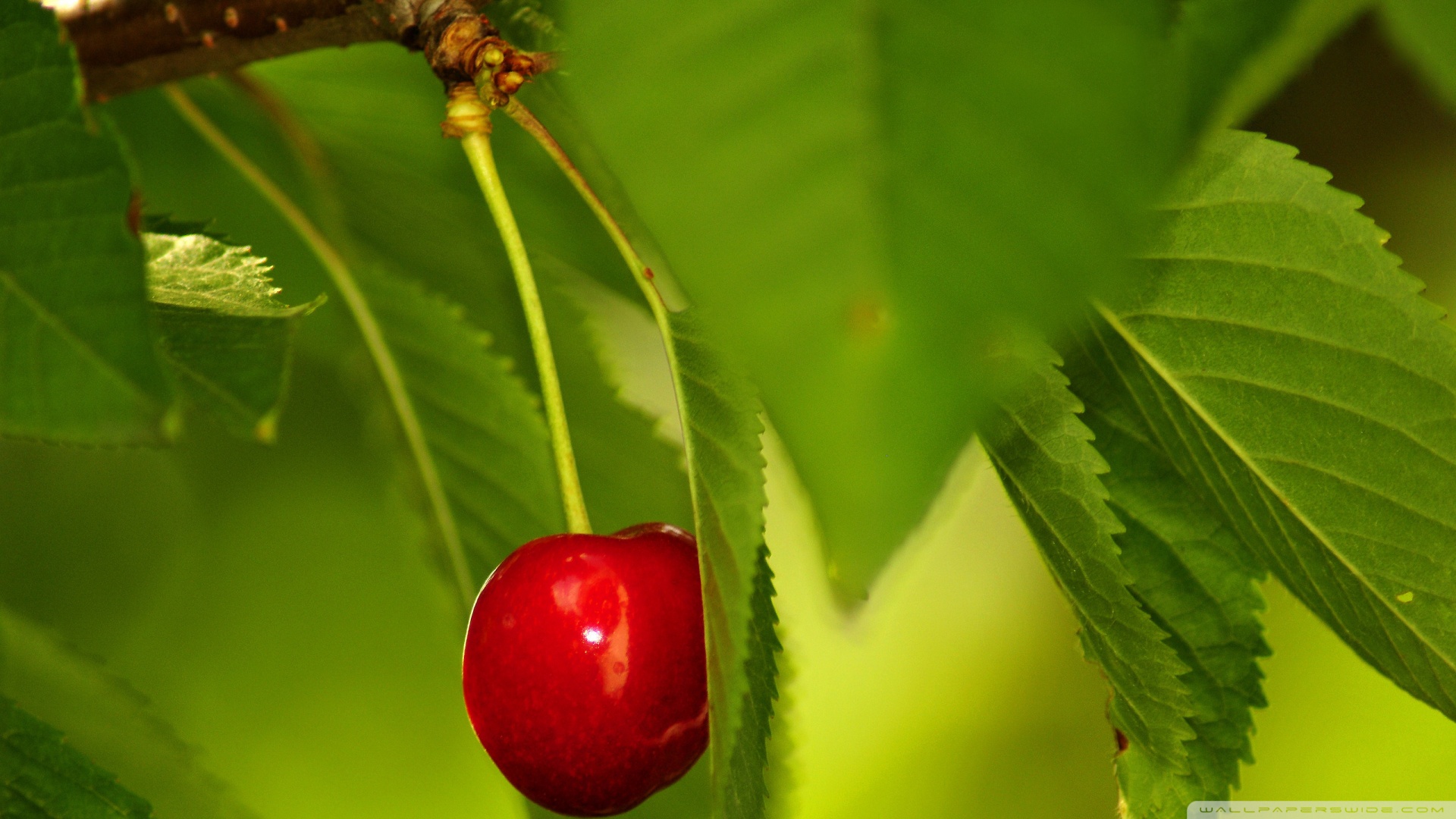 Fruits Tree Wallpaper Hd - 1920x1080 Wallpaper - teahub.io