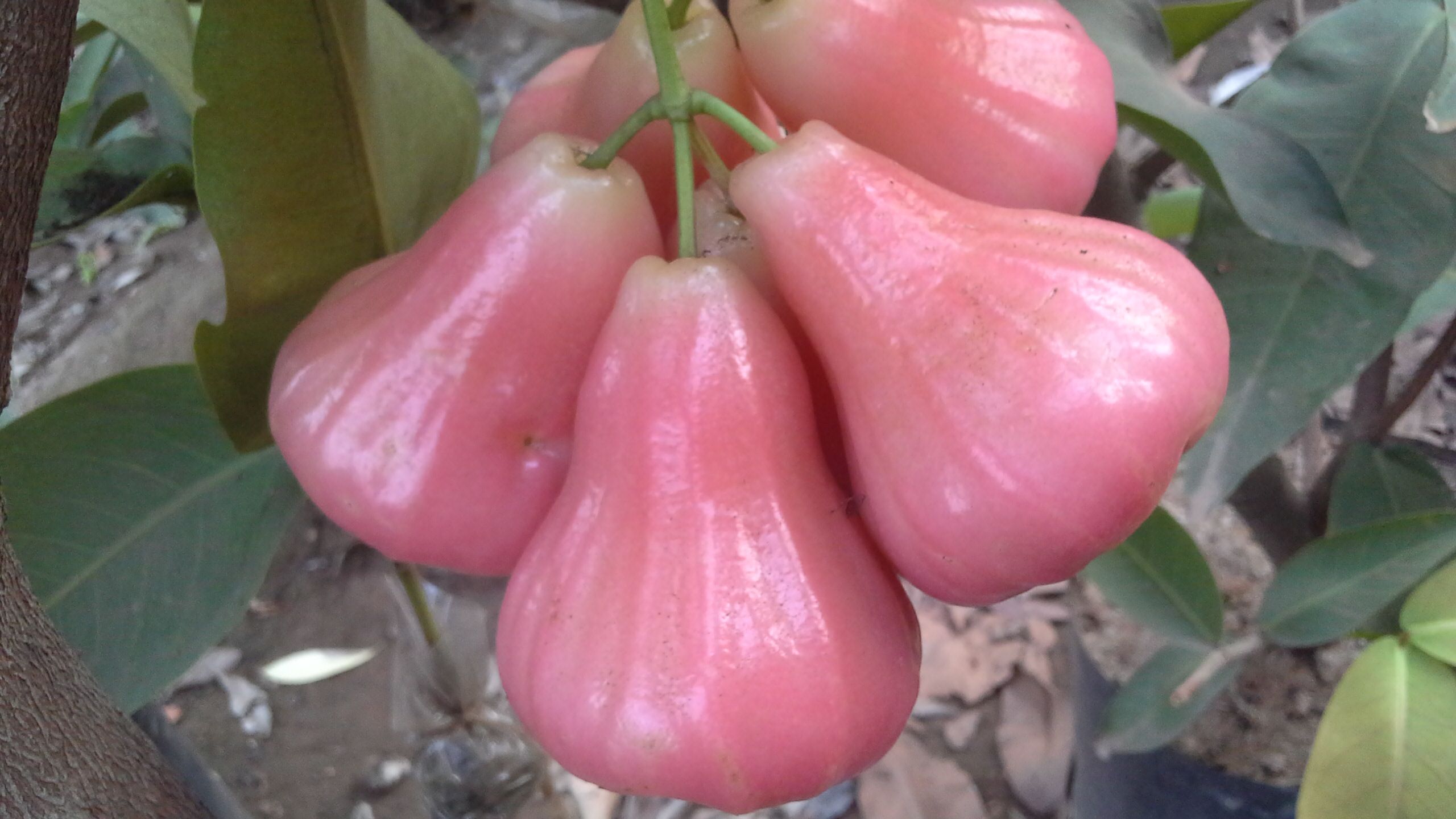 Neel Plants - 2560x1440 Wallpaper - teahub.io