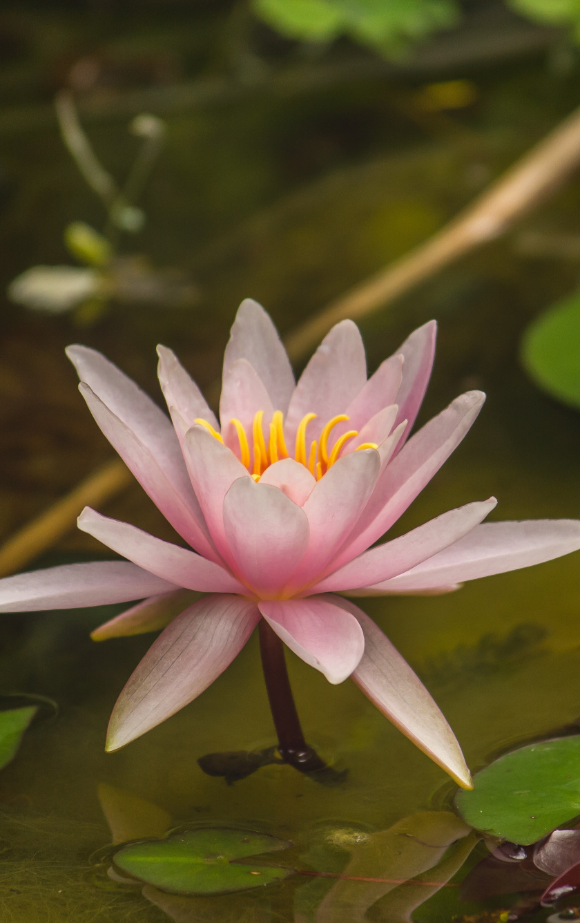 Lotus Iphone Wallpaper - 840x1336 Wallpaper - teahub.io