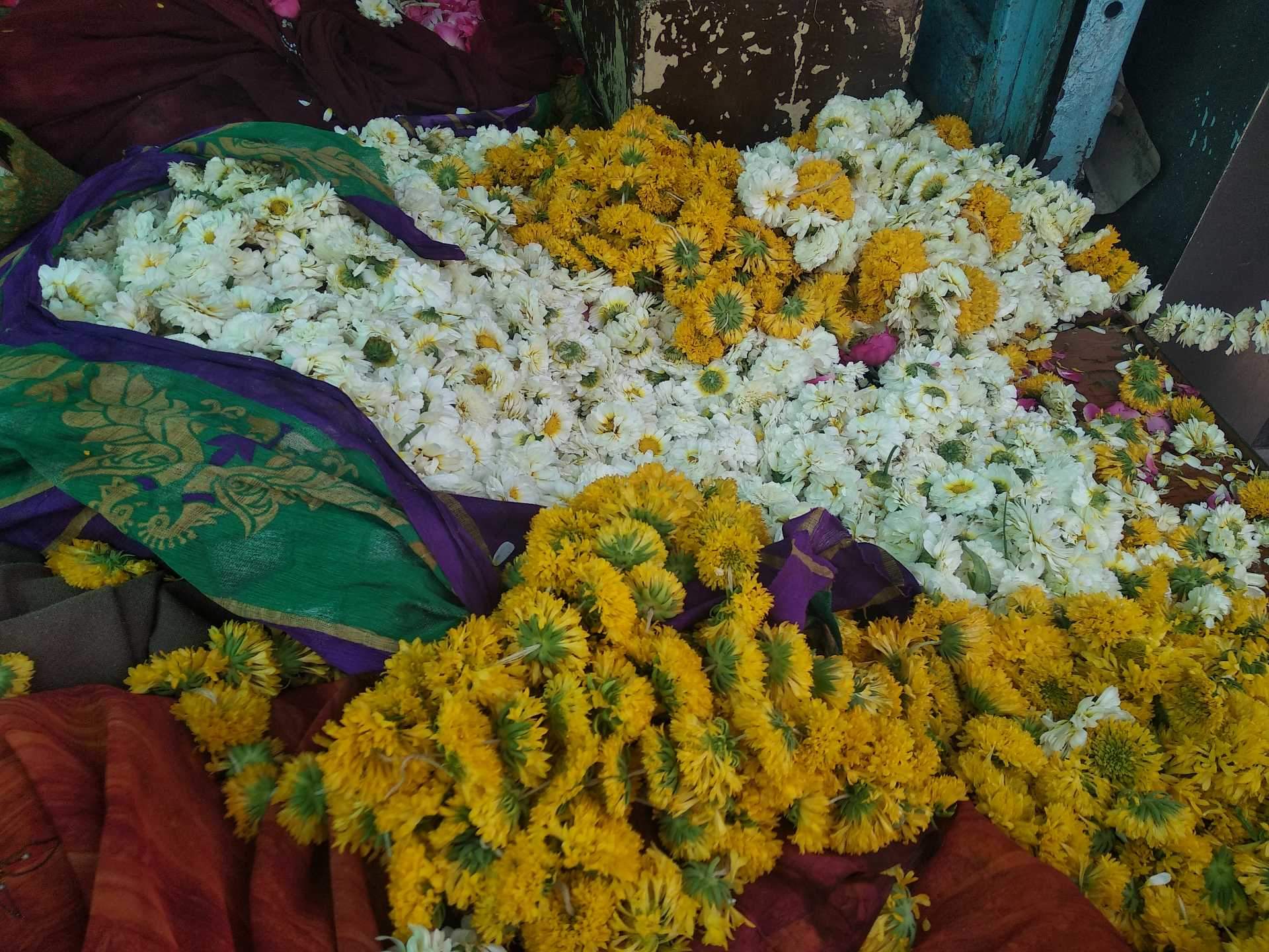 Chrysanths - 1920x1440 Wallpaper - teahub.io