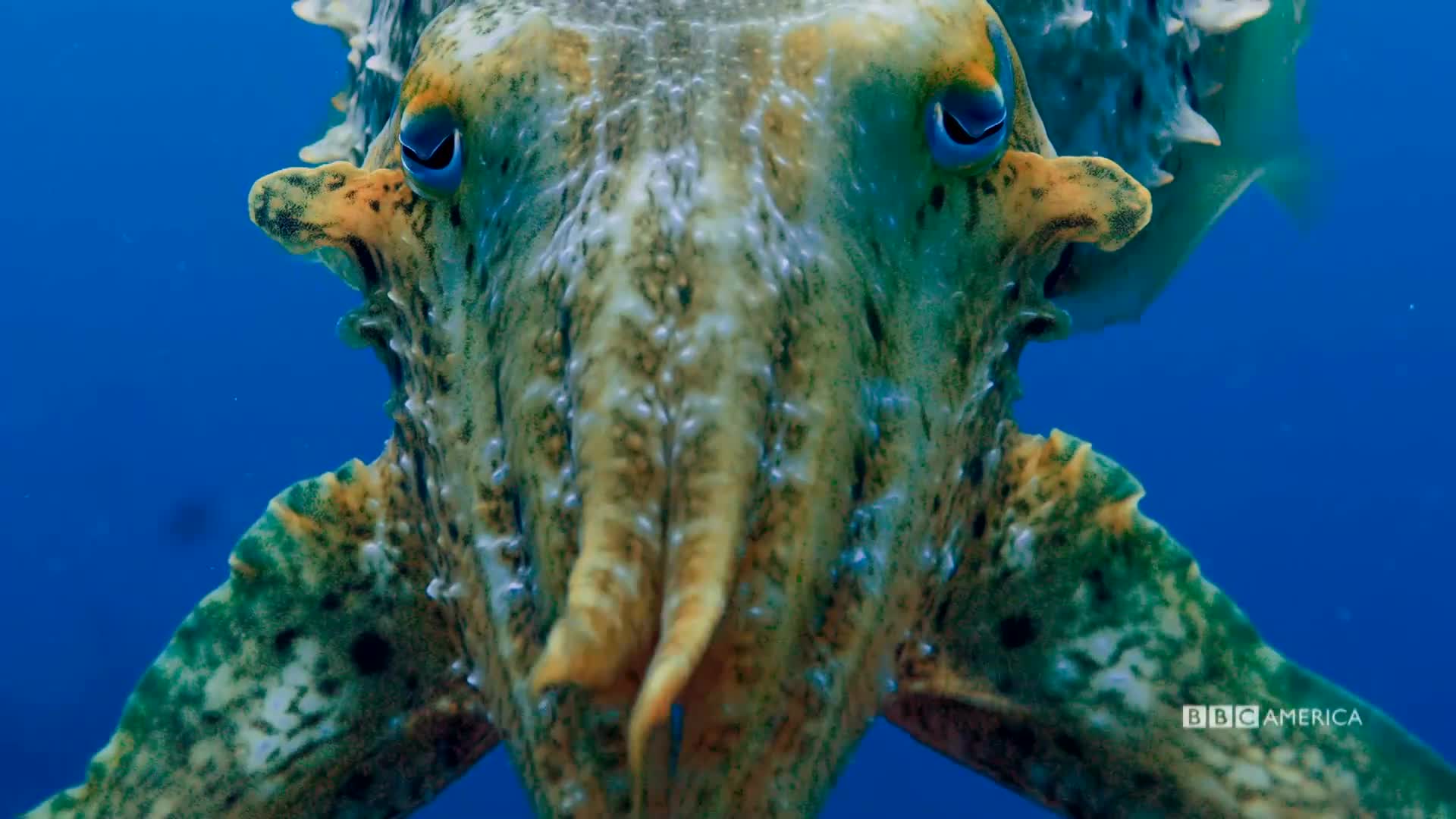 Blue Planet Season 2 - 1920x1080 Wallpaper - teahub.io