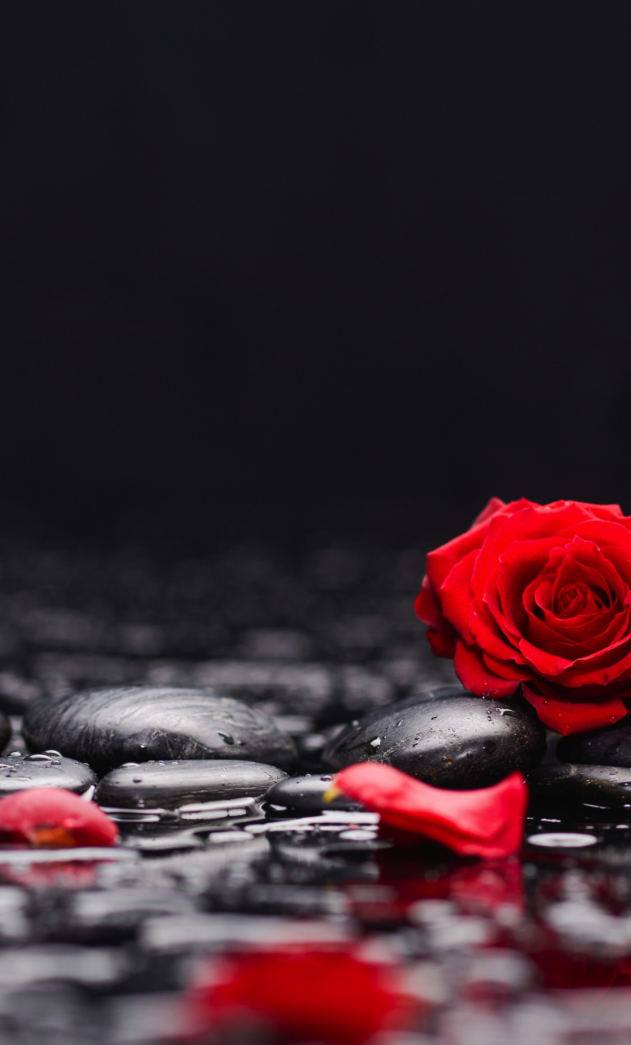 Falling Flower Petals Wallpapers