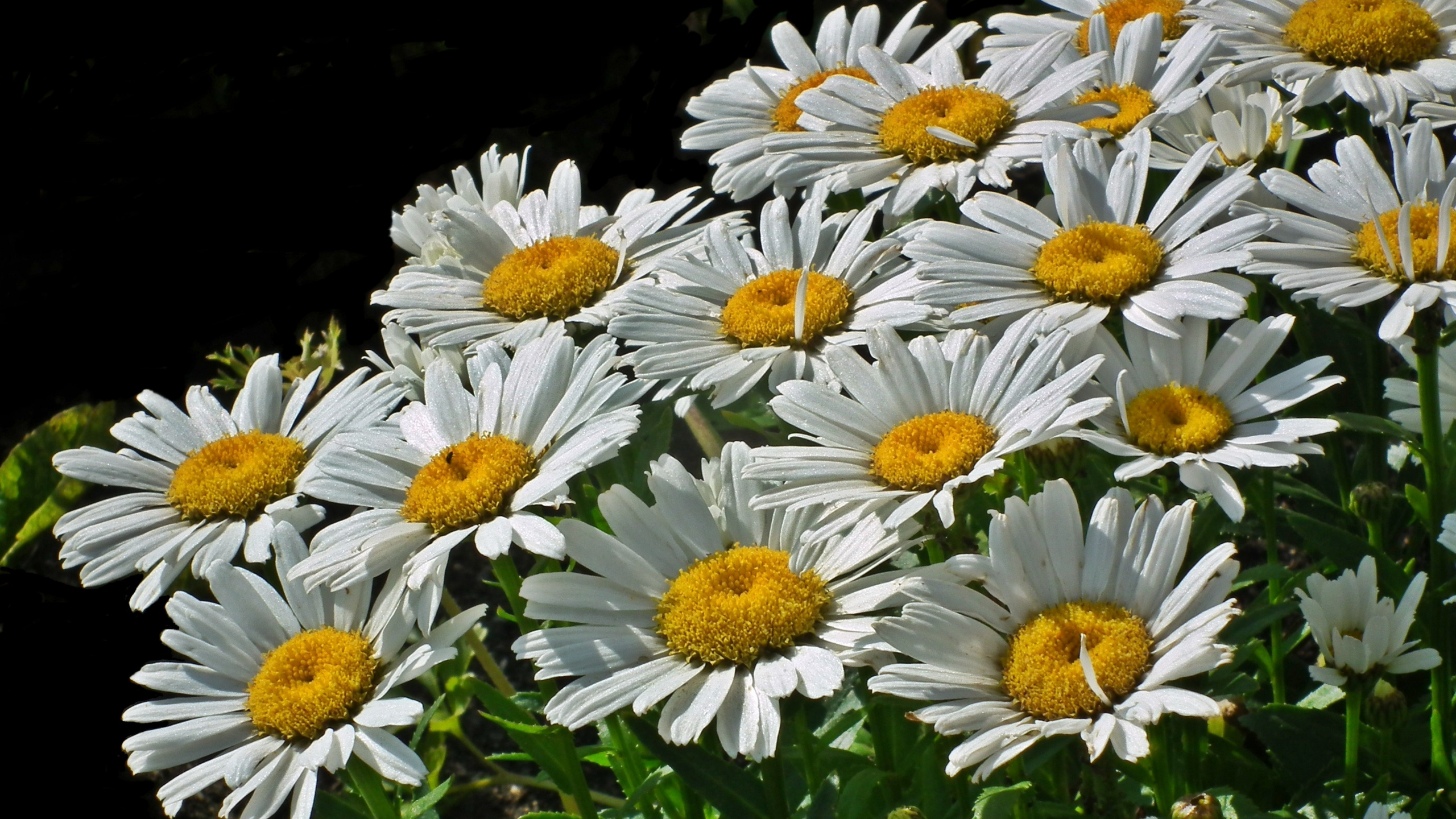 Spring, Flowers, Meadow, White Daisy, Wallpaper - Oxeye Daisy ...