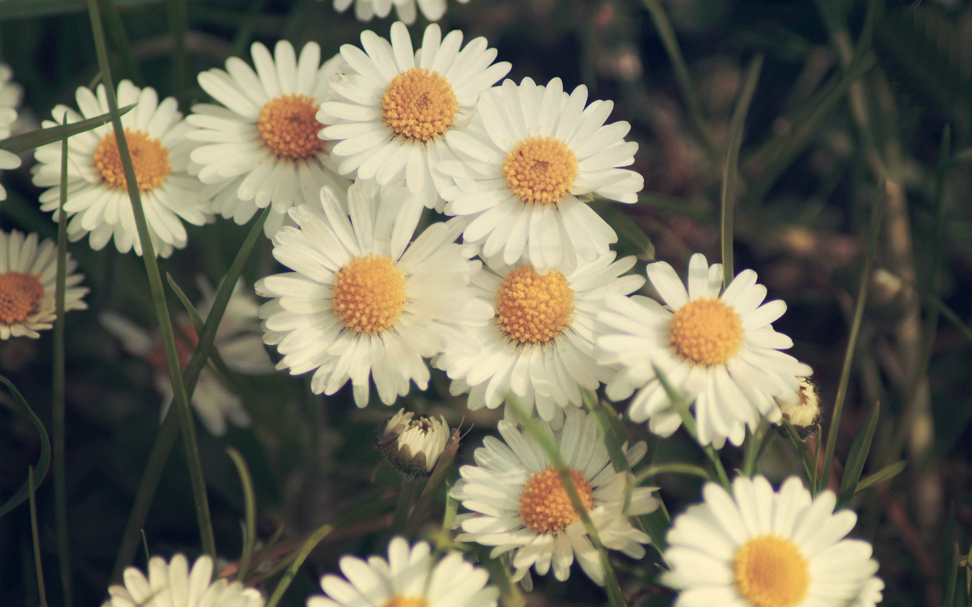 Vintage Daisy Flower Background - 1920x1200 Wallpaper - teahub.io