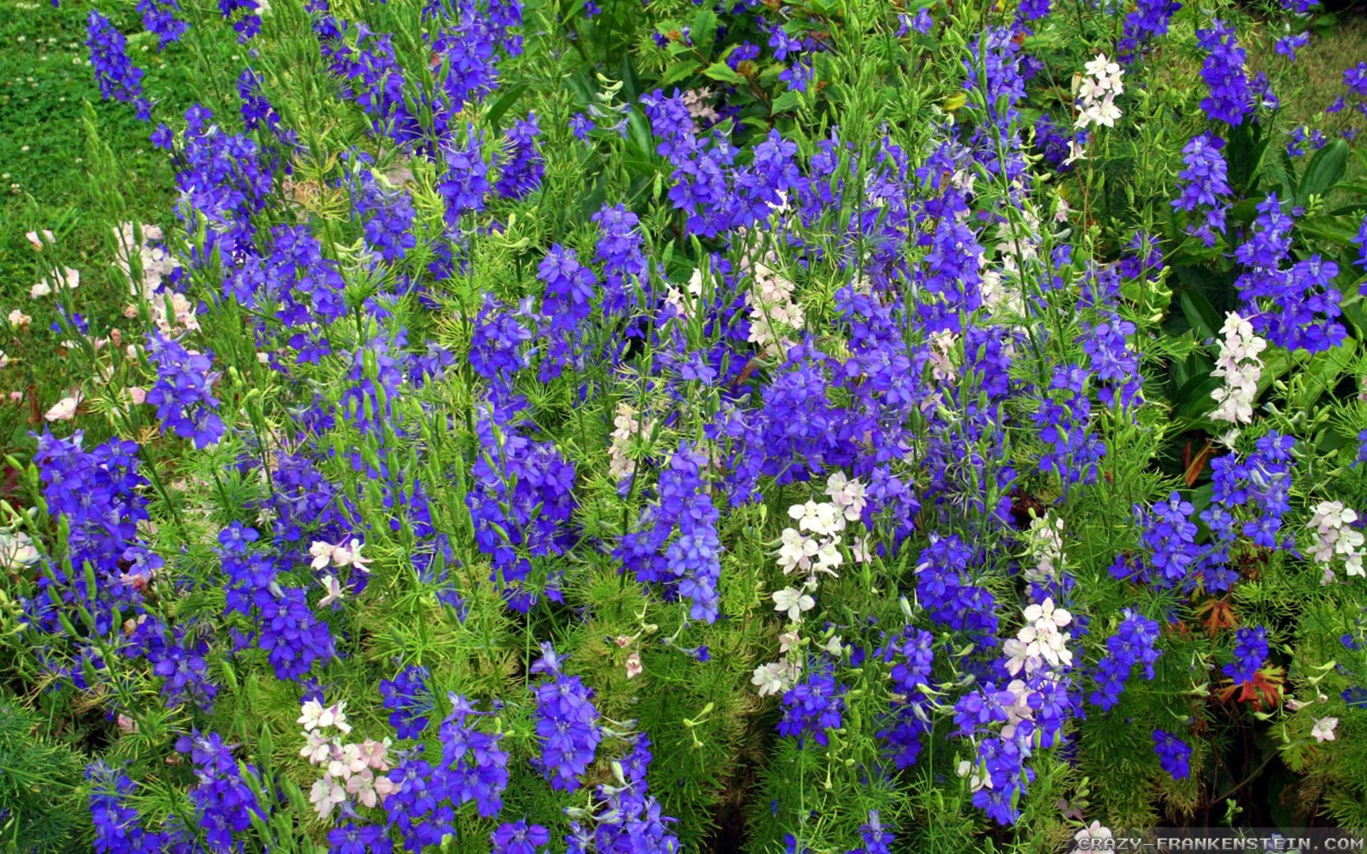 Blue Spring Flowers - 1920x1200 Wallpaper - teahub.io