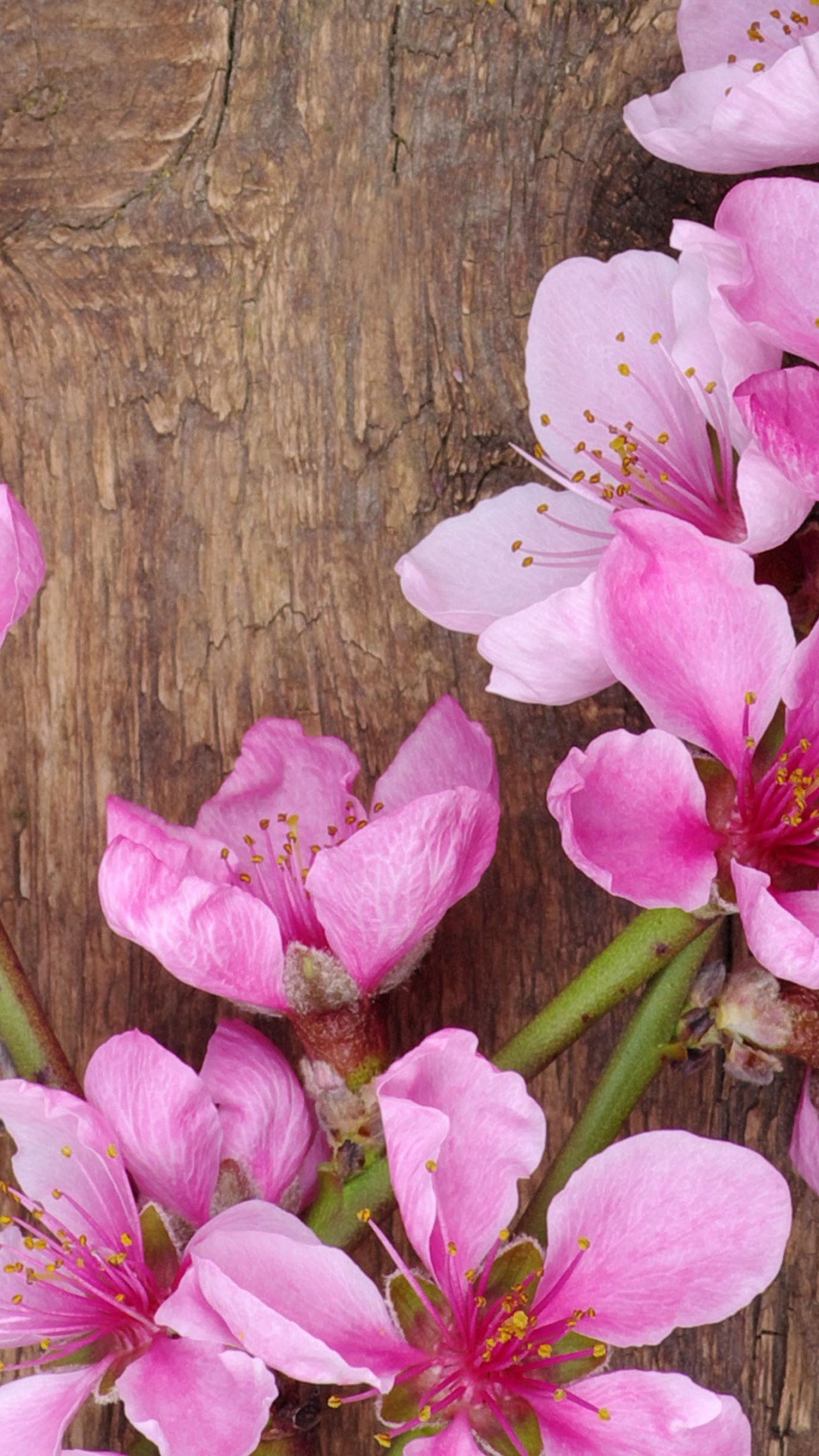 Pink Flowers, Spring, Petals, Wood - Spring - 1080x1920 Wallpaper ...