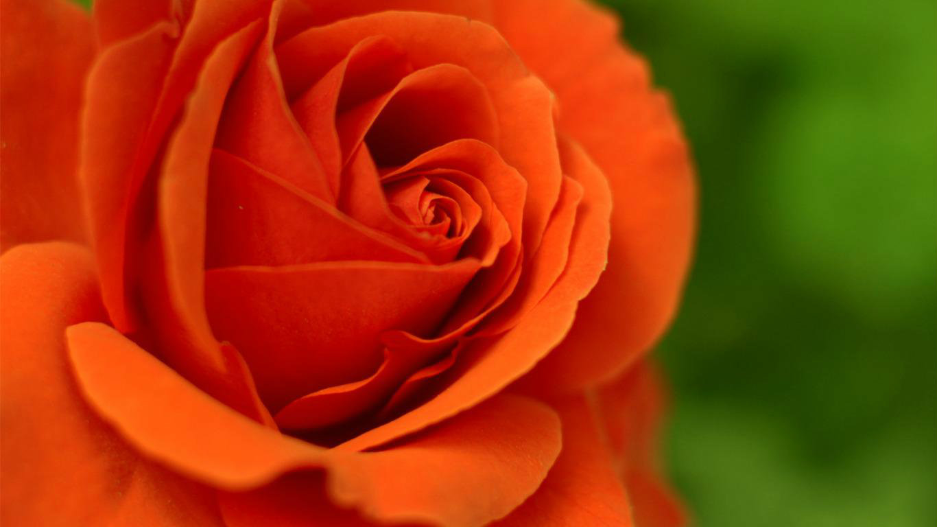 Beautiful Orange Rose Flowers - 1366x768 Wallpaper - teahub.io