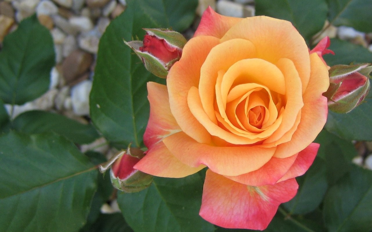 Orange Rose High Definition Wallpaper - Rose Orange Flowers - 1282x800 ...