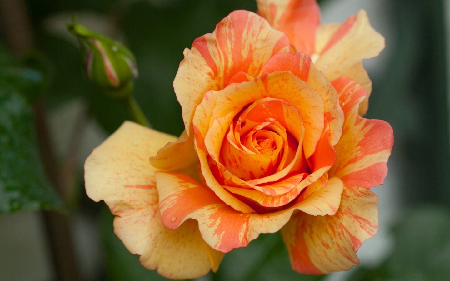 Orange Rose, Petals, Close-up - Hybrid Tea Rose - 1440x900 Wallpaper ...