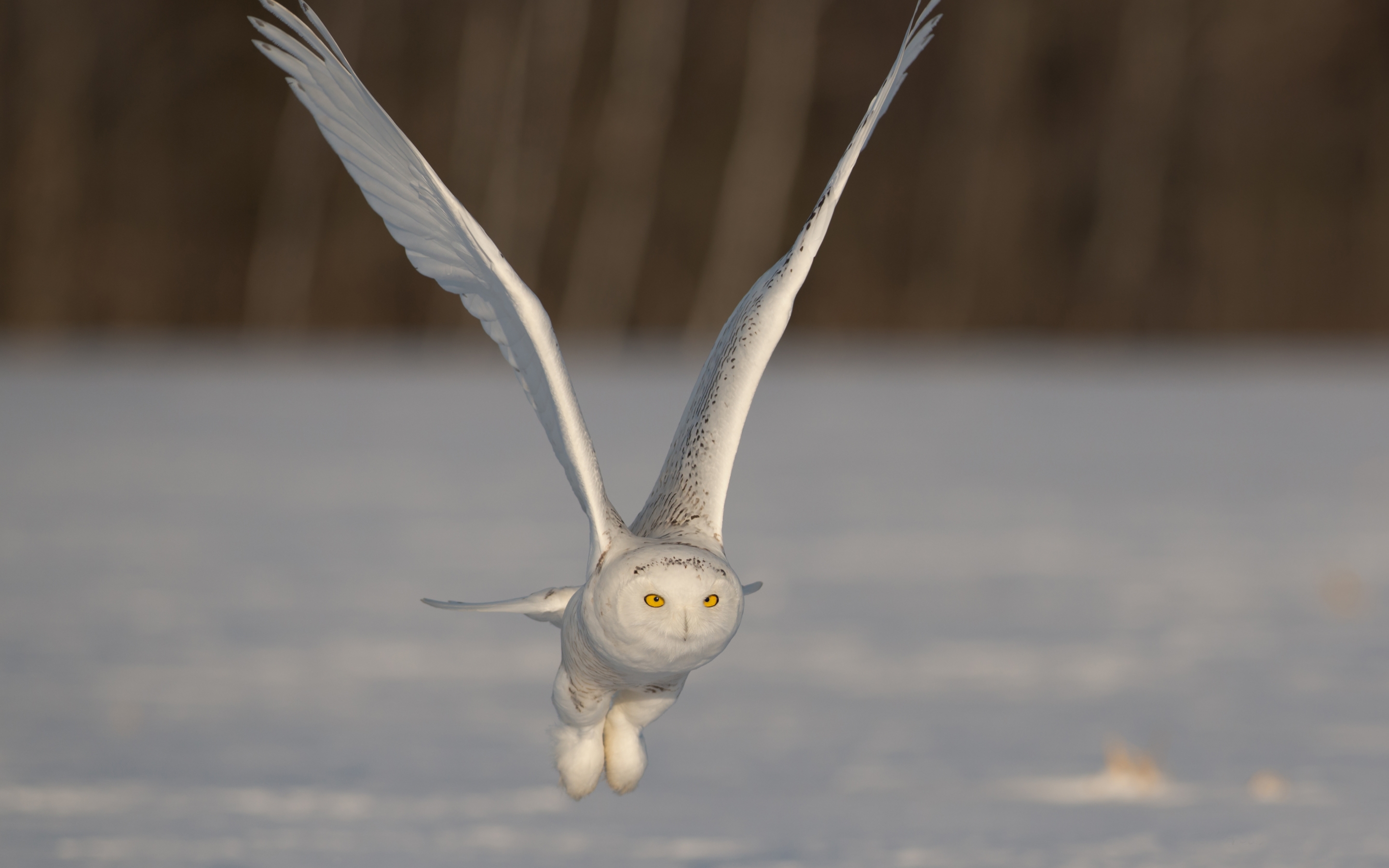 Flying Snowy Owl Hd - 2880x1800 Wallpaper - teahub.io