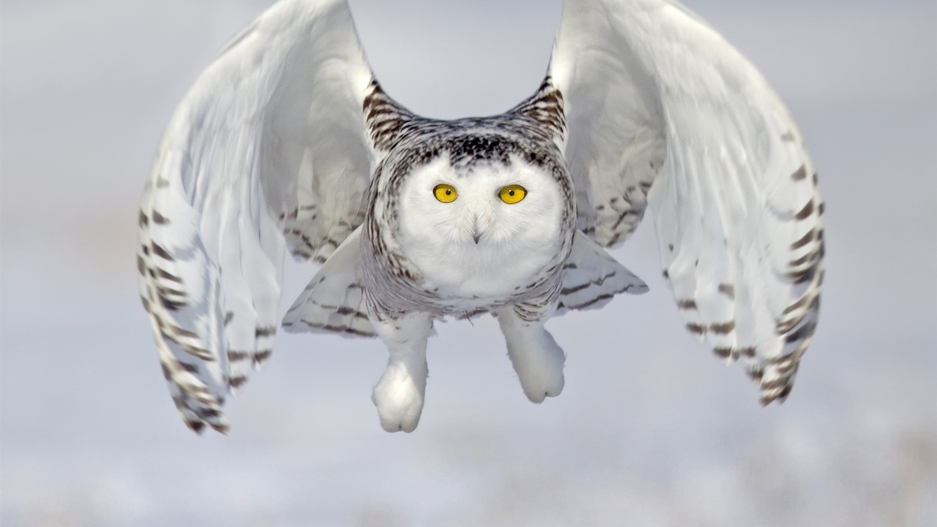 Up Close Owl Flying - 1920x1080 Wallpaper - teahub.io