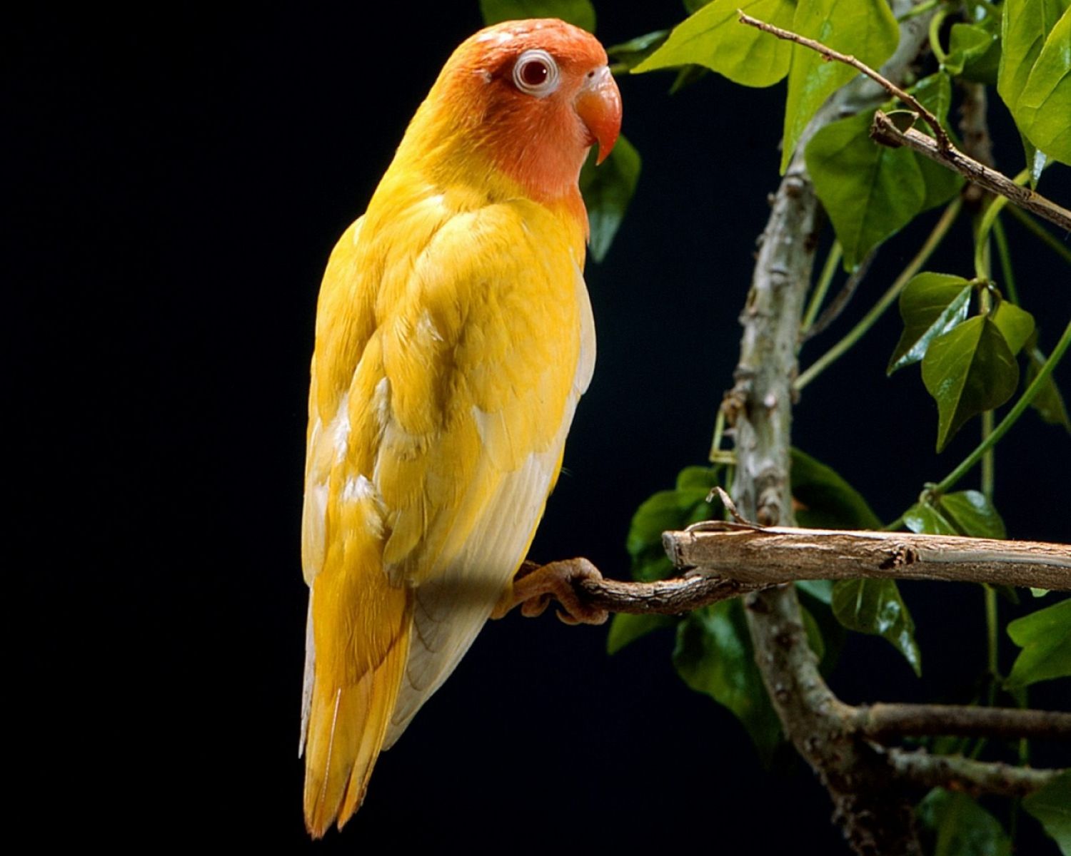 Yellow Parrot Wallpaper - Red And Yellow Parrot - 1500x1200 Wallpaper ...