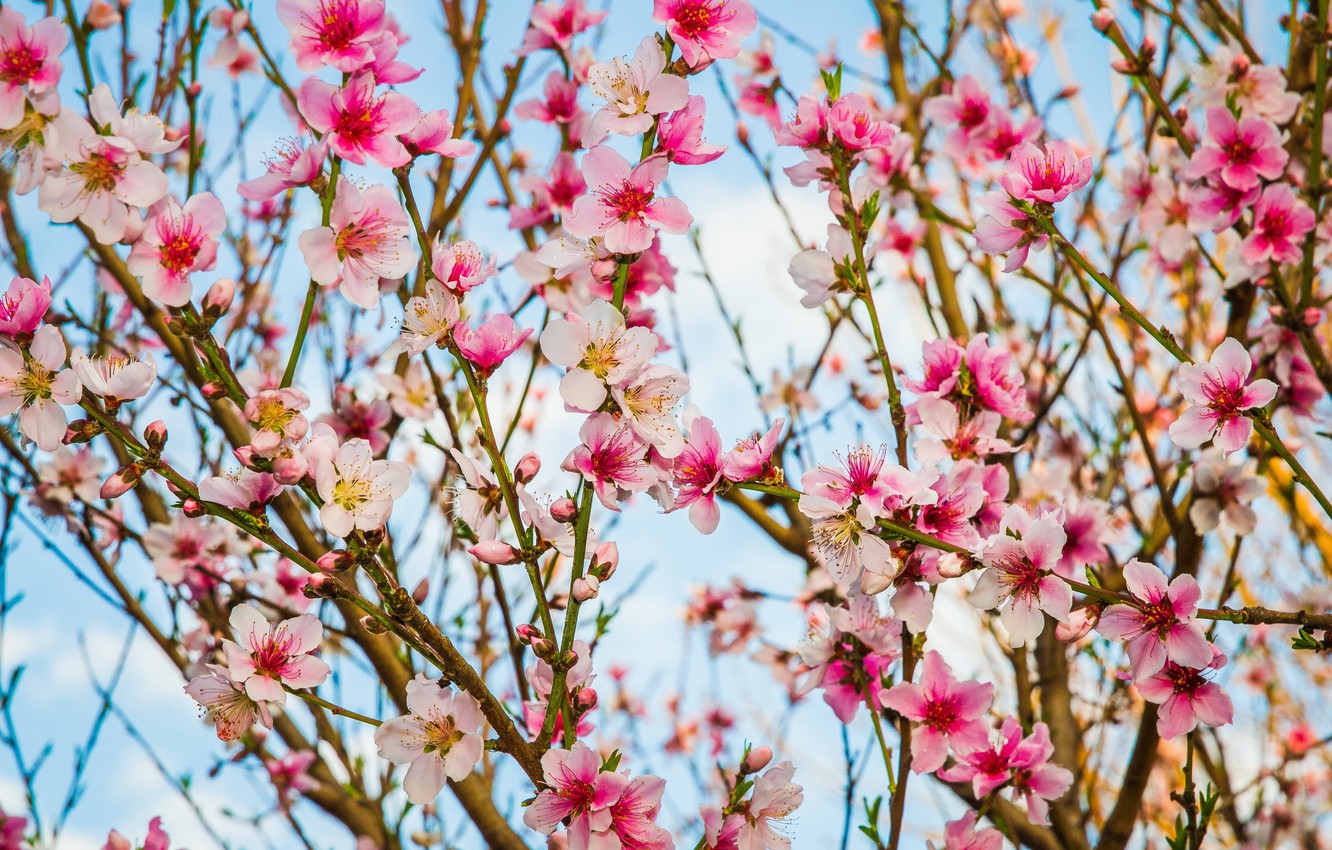 Photo Wallpaper Branches, Spring, Flowering, Flowers, - Tree - 1332x850 ...