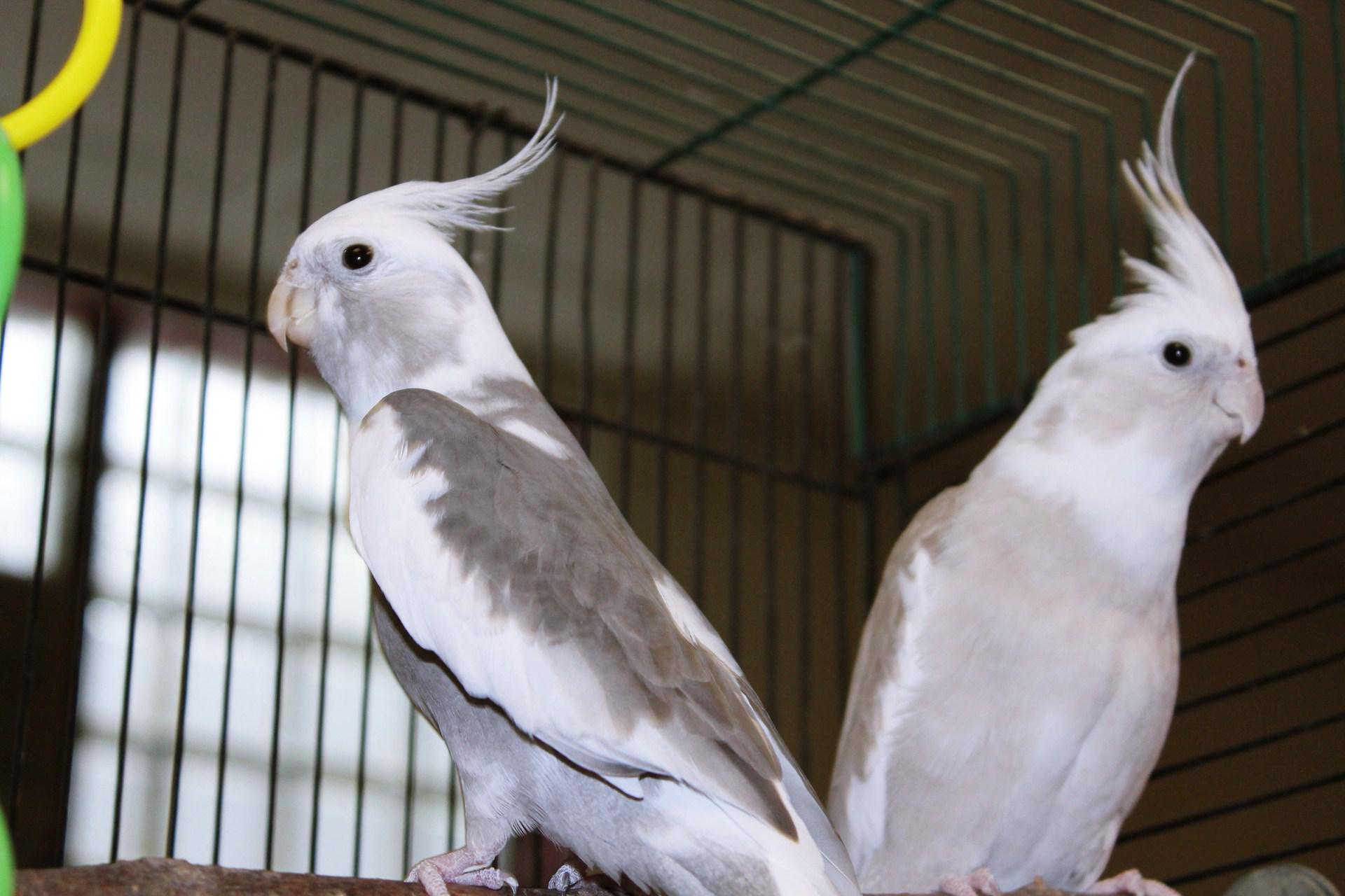 Hd Cockatiel Bird Background Wallpaper - Cocktail Bird Wallpaper Hd ...