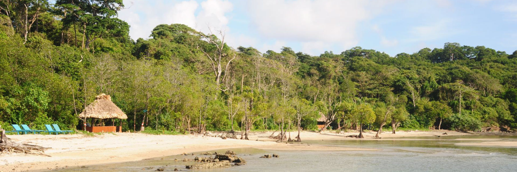 Chidiya Tapu - Tree - 1800x600 Wallpaper - teahub.io