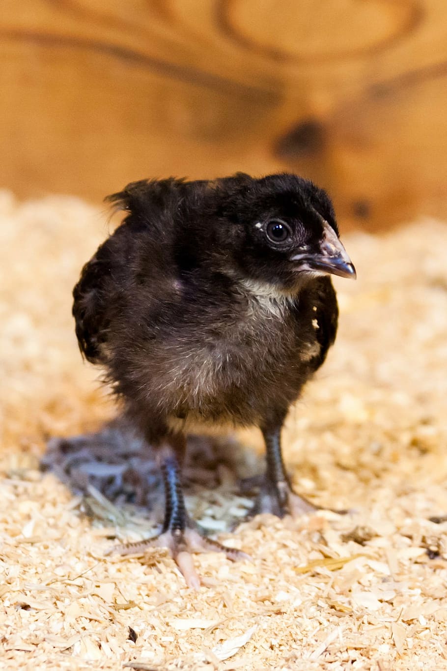 Animal, Baby, Bird, Black, Chick, Chicken, Creature, - Black Chick ...