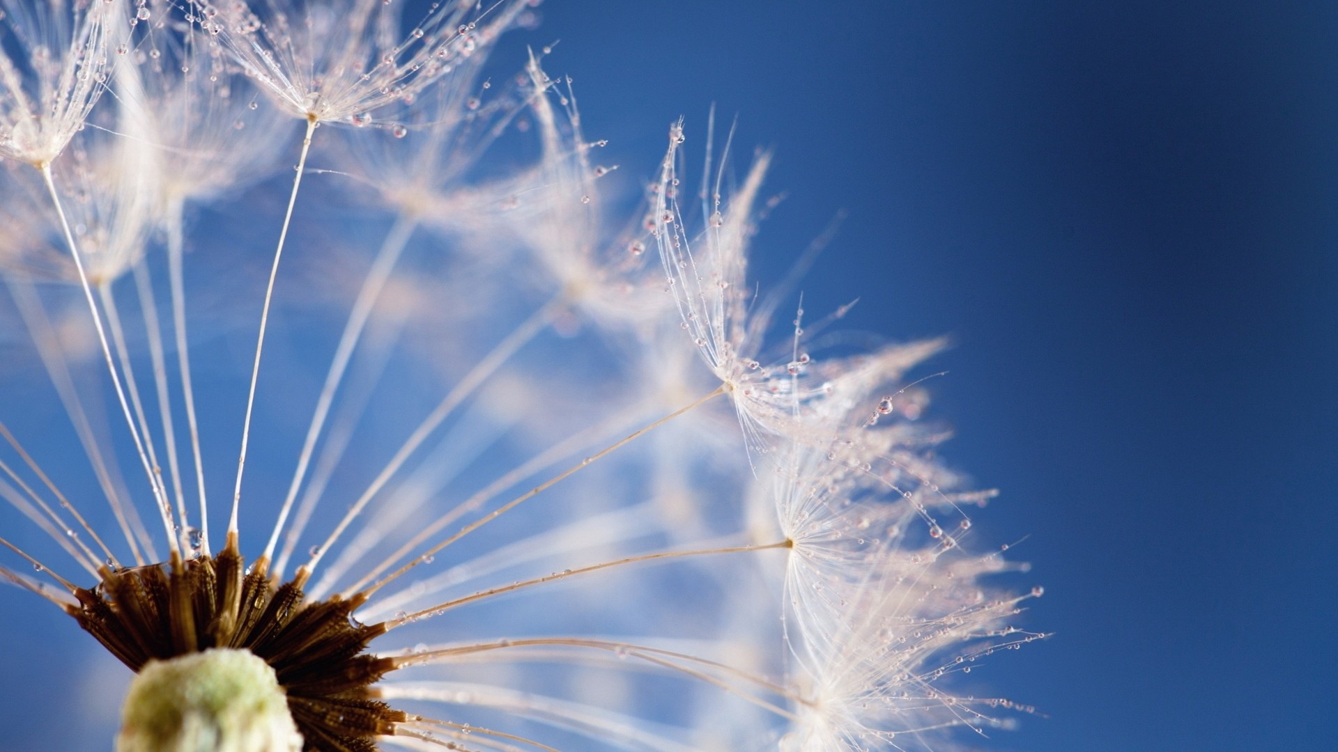 Wallpaper Dandelion, Flower, Sky, Seeds, Feathers - Dandelion Close Up ...