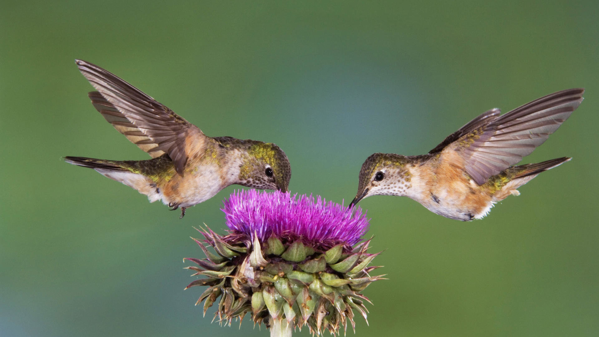 Free Hummingbird High Quality Background Id - Two Hummingbirds ...