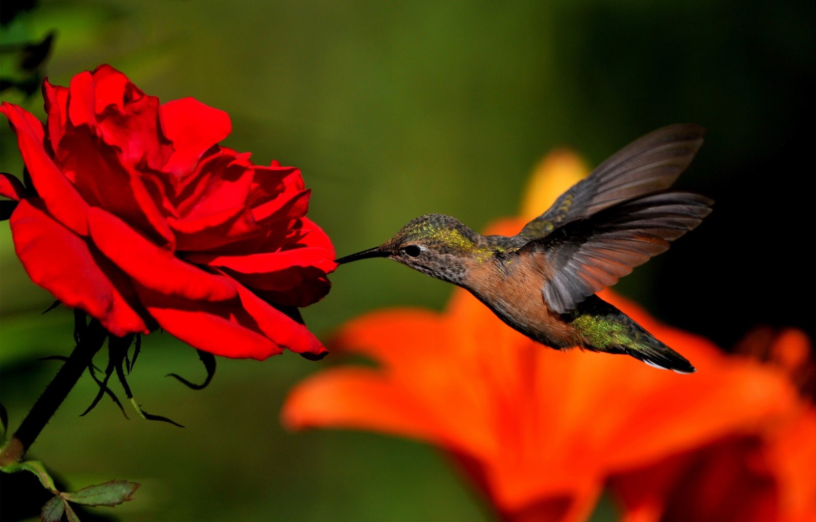Hummingbird Hd Wallpapers - Hummingbird Background - 1600x1024 ...