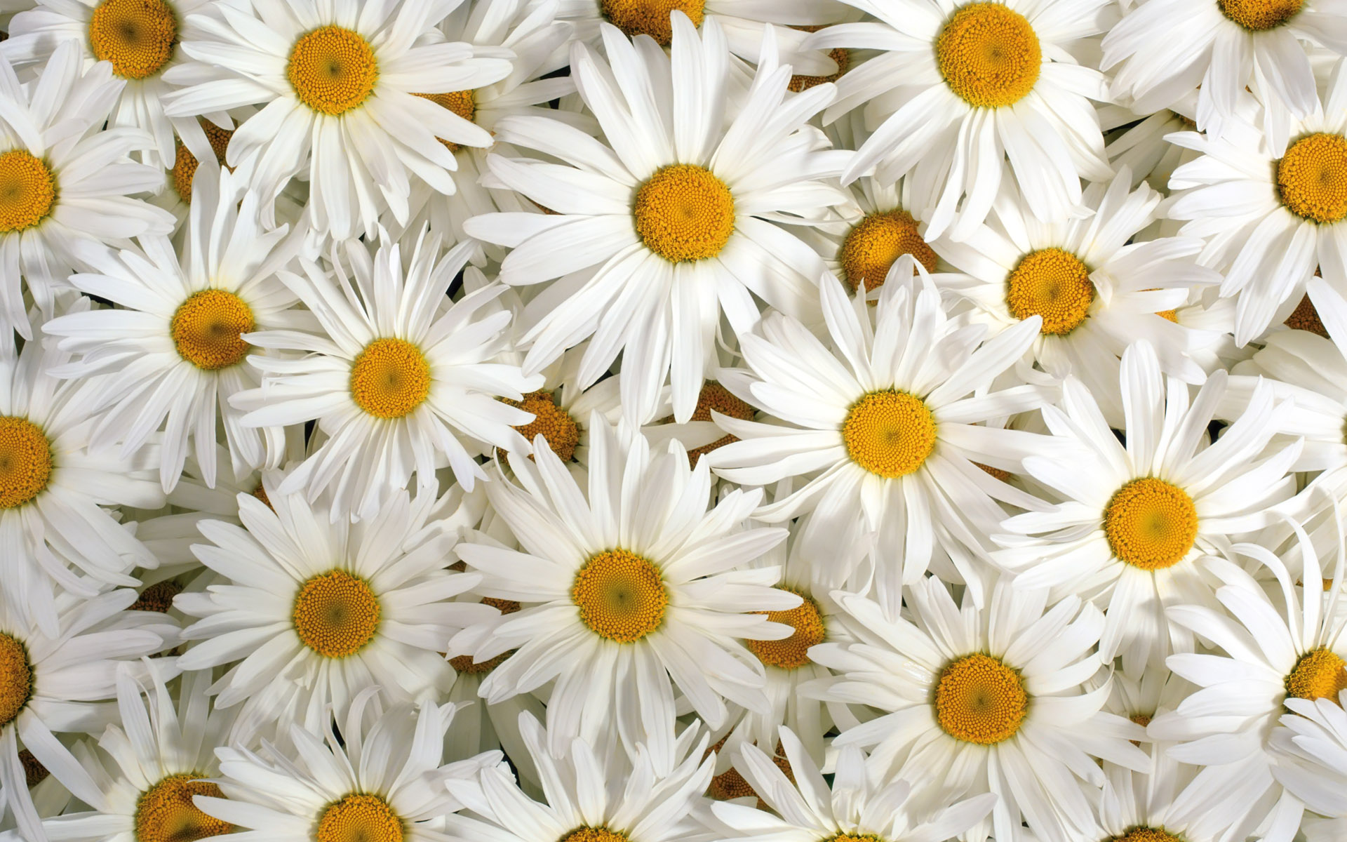 Pretty Backgrounds For Facebook