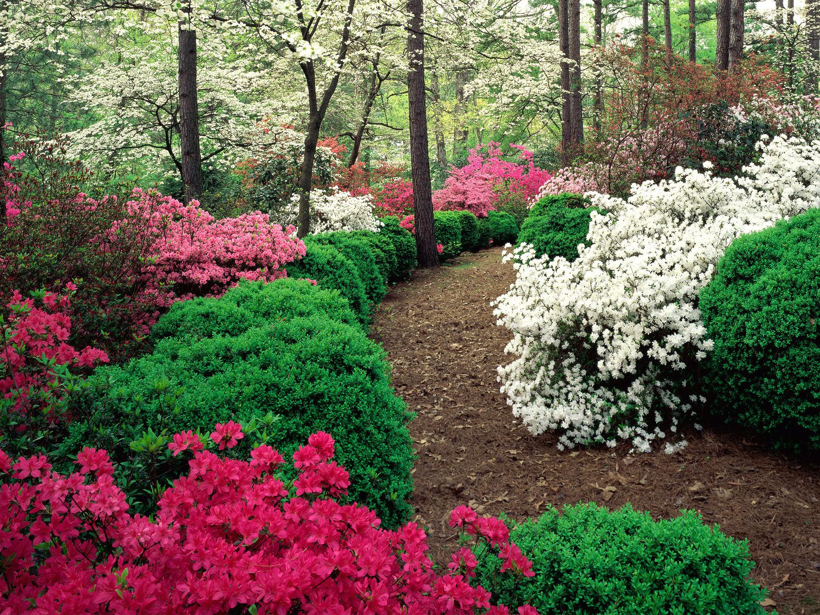 Azalea And Boxwood - 1600x1200 Wallpaper - teahub.io