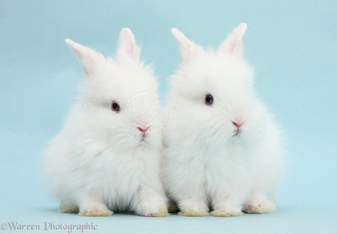 White Baby Cute Bunny - 1372x955 Wallpaper - teahub.io