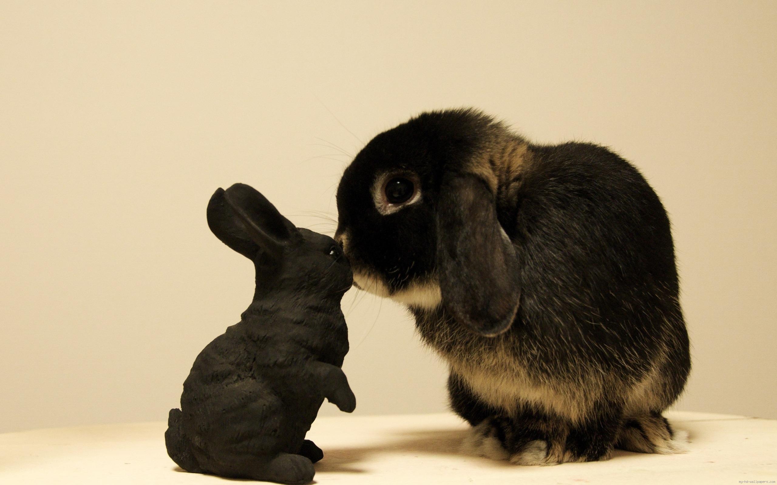 Black White And Brown Rabbits - 2560x1600 Wallpaper - teahub.io