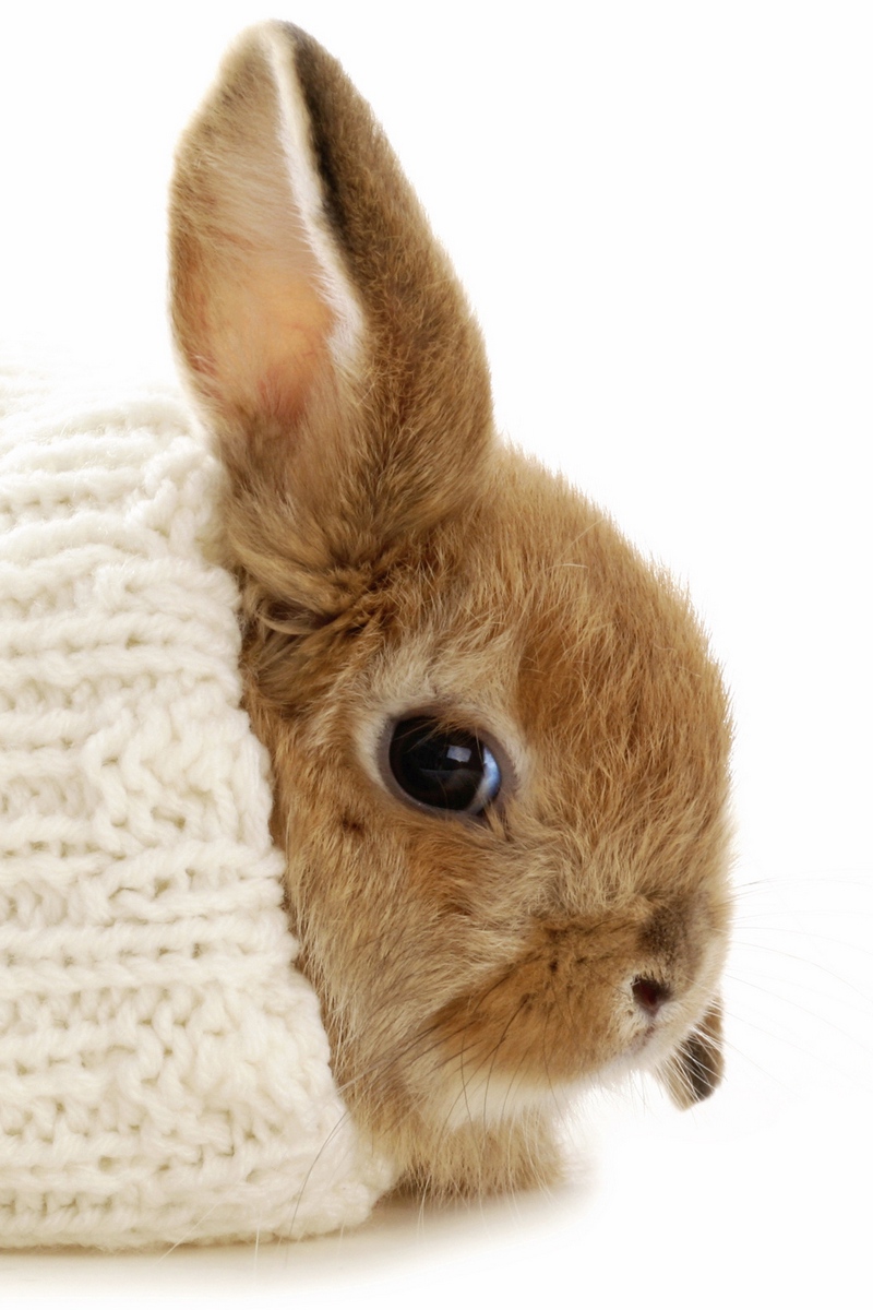 Wallpaper Winter, Hat, Rabbit - Bunny In A Hat - 800x1200 Wallpaper ...