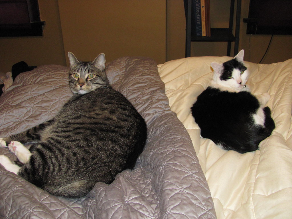 Bad Cat Wallpaper - 1024x768 Wallpaper - teahub.io