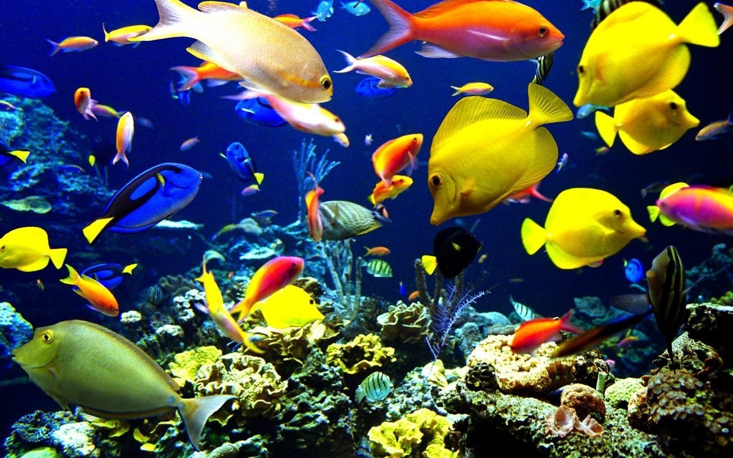 Tropical Schools Of Fish - 1440x900 Wallpaper - teahub.io