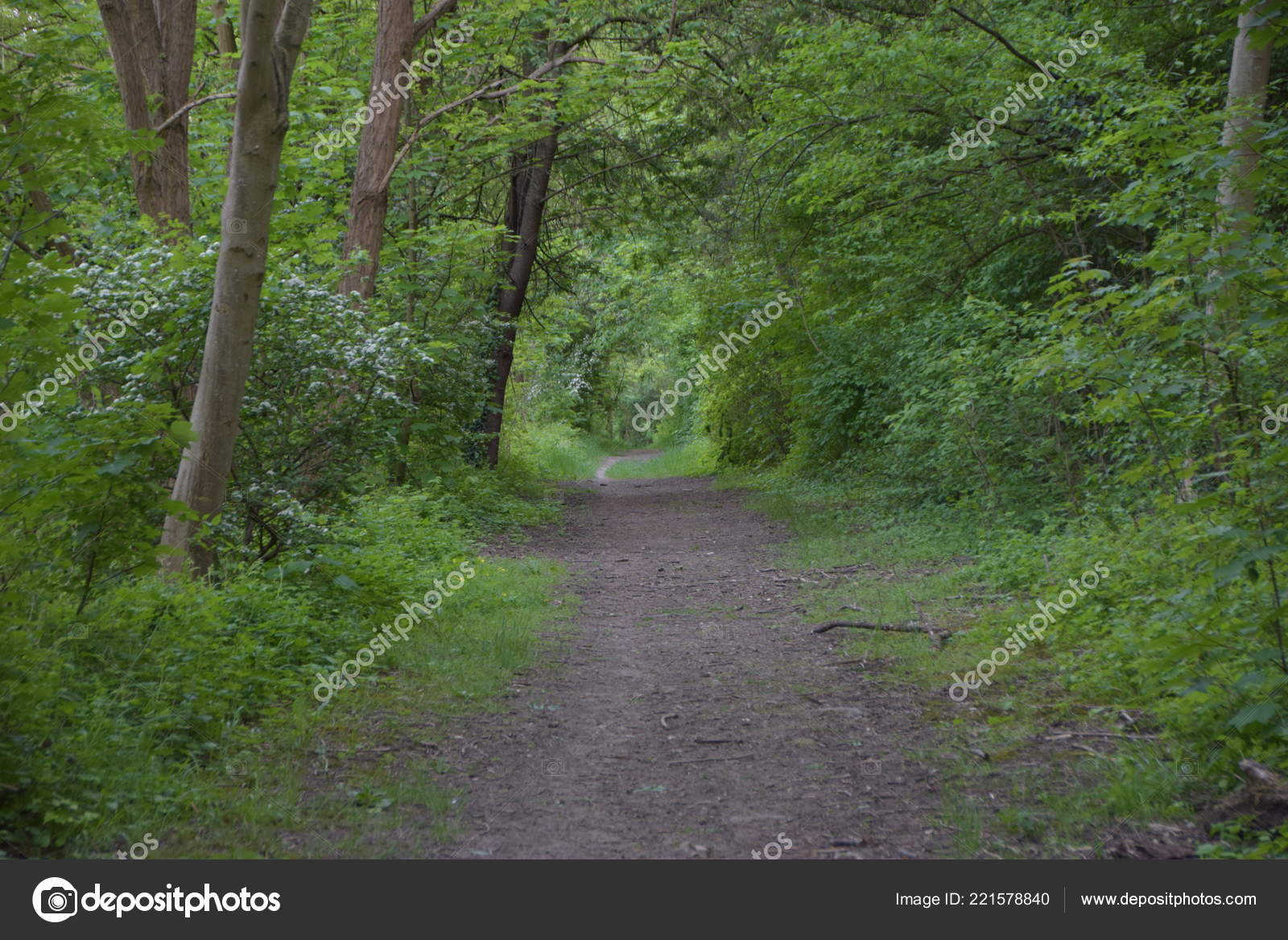 Old-growth Forest - 1600x1167 Wallpaper - teahub.io